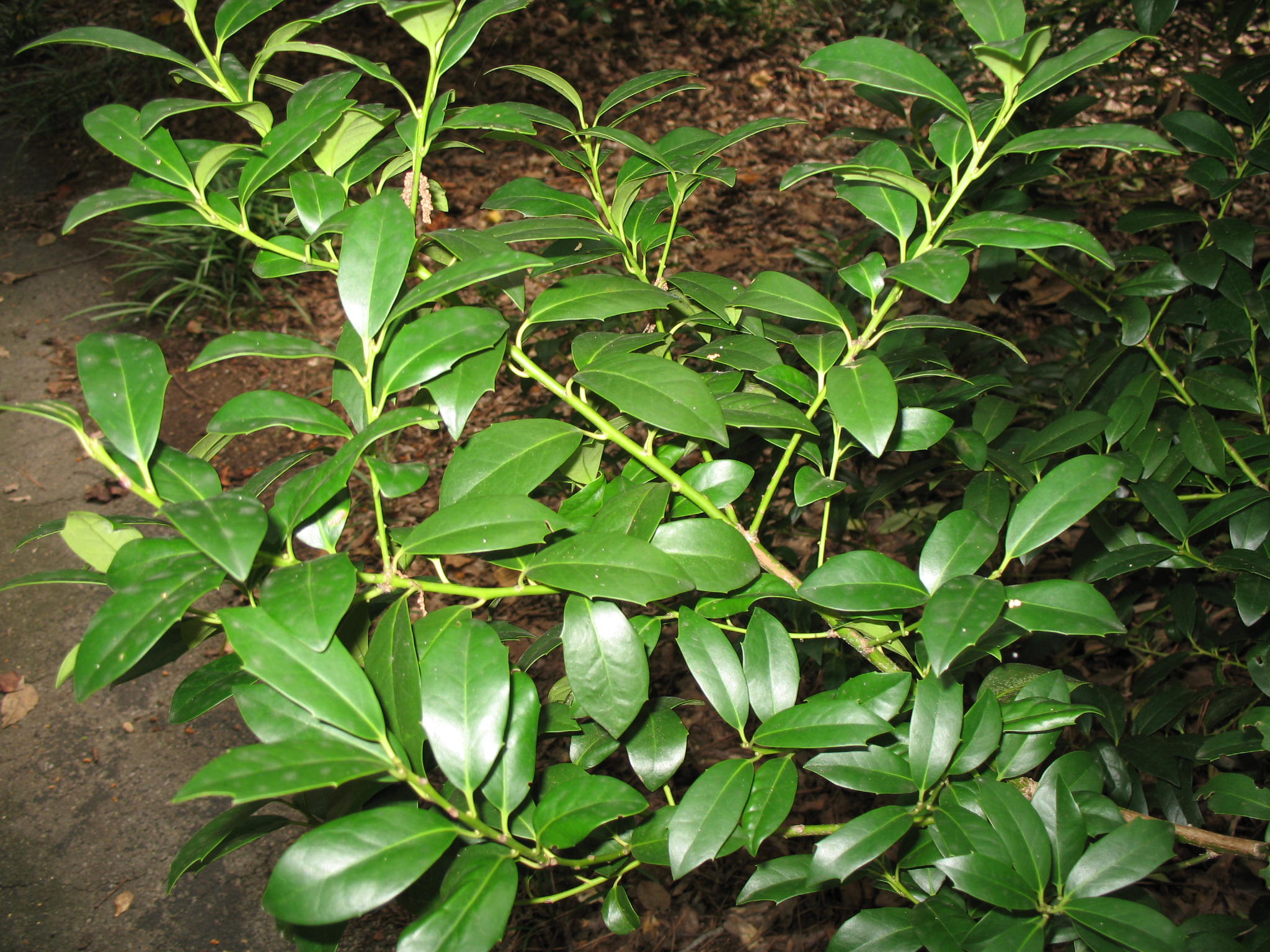 Ilex integra - Alchetron, The Free Social Encyclopedia